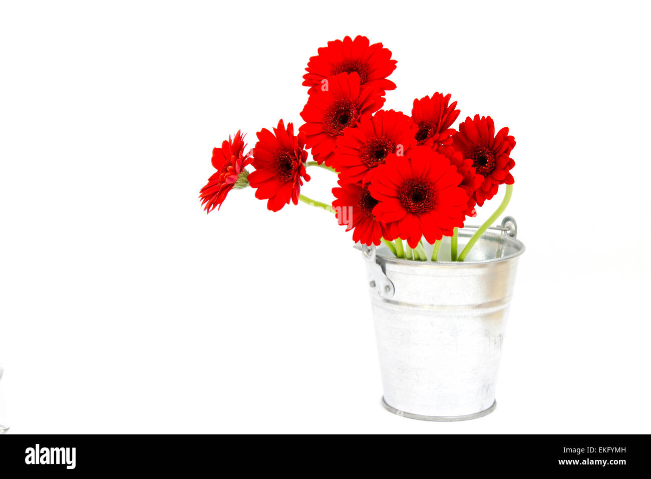 gerbera flowers in a bucket Stock Photo - Alamy