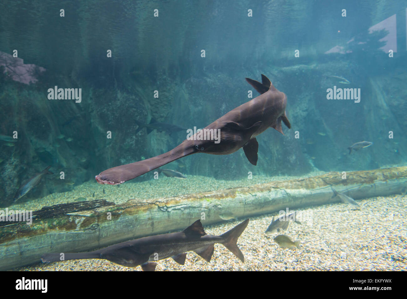American paddlefish Polyodon spathula in aquarium at Singapore River ...