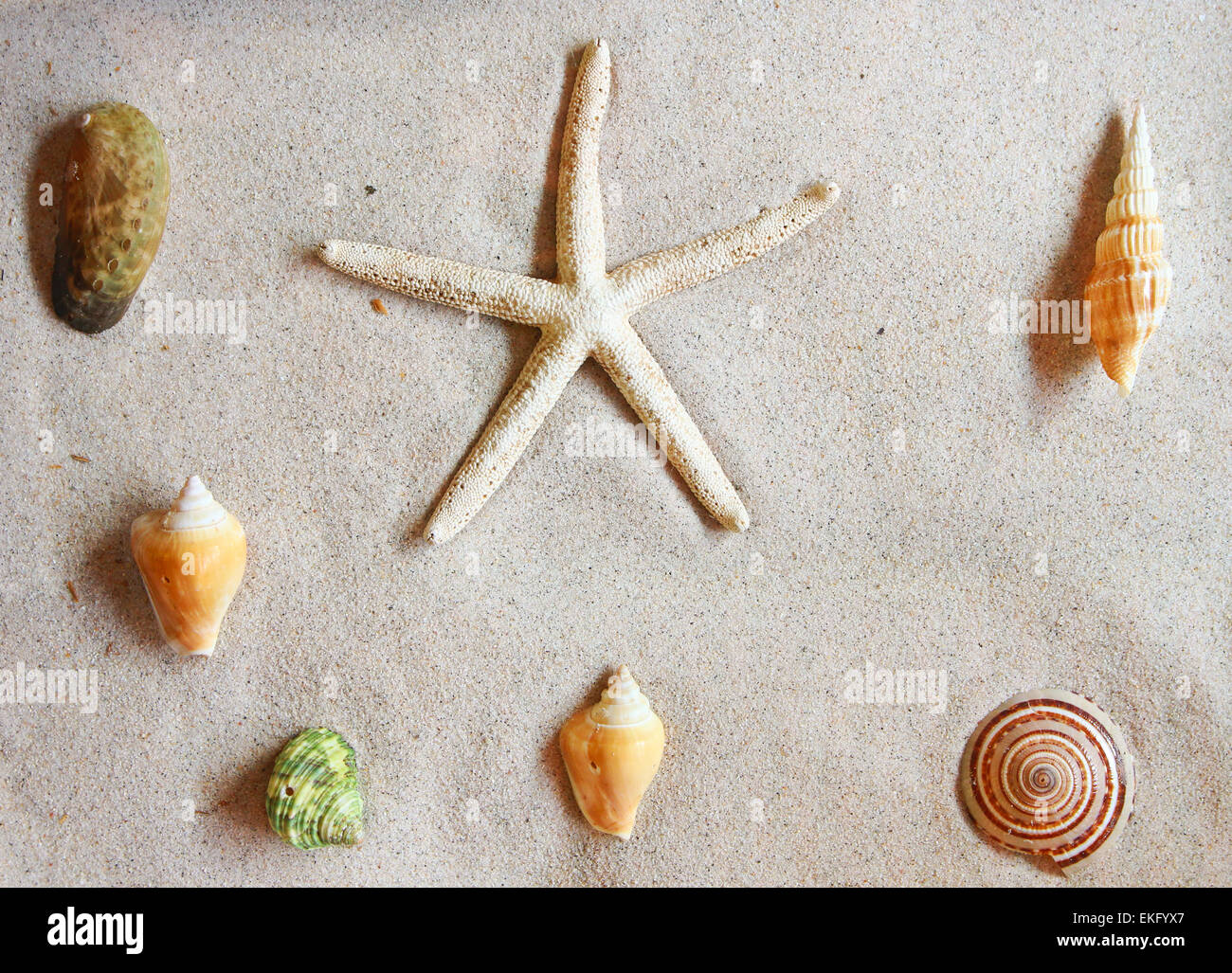 Various starfish hi-res stock photography and images - Alamy