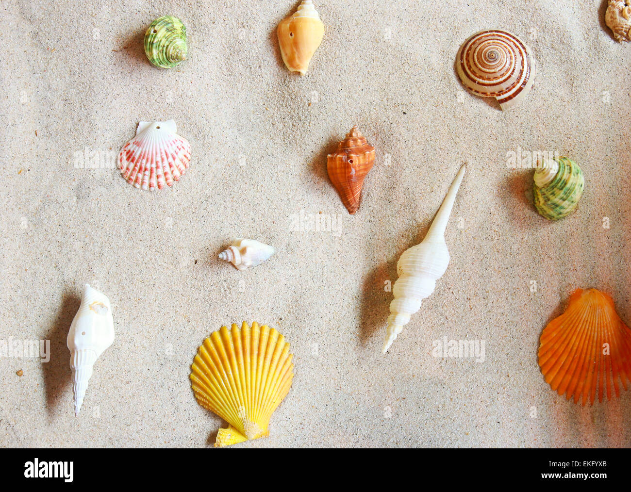 Various of sea shells on sand Stock Photo - Alamy