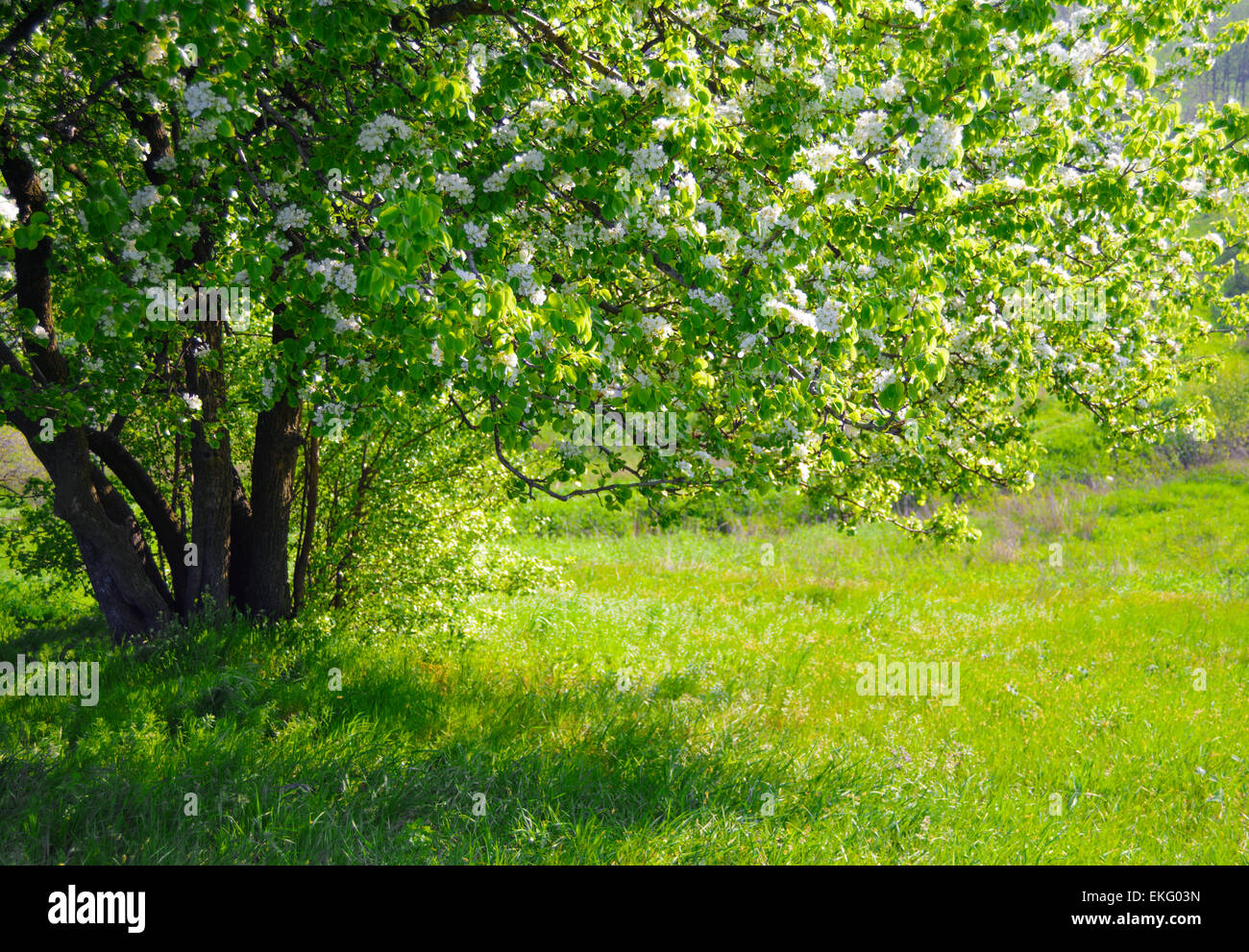 Beautiful spring tree with fresh green leaves and white flowers Stock ...