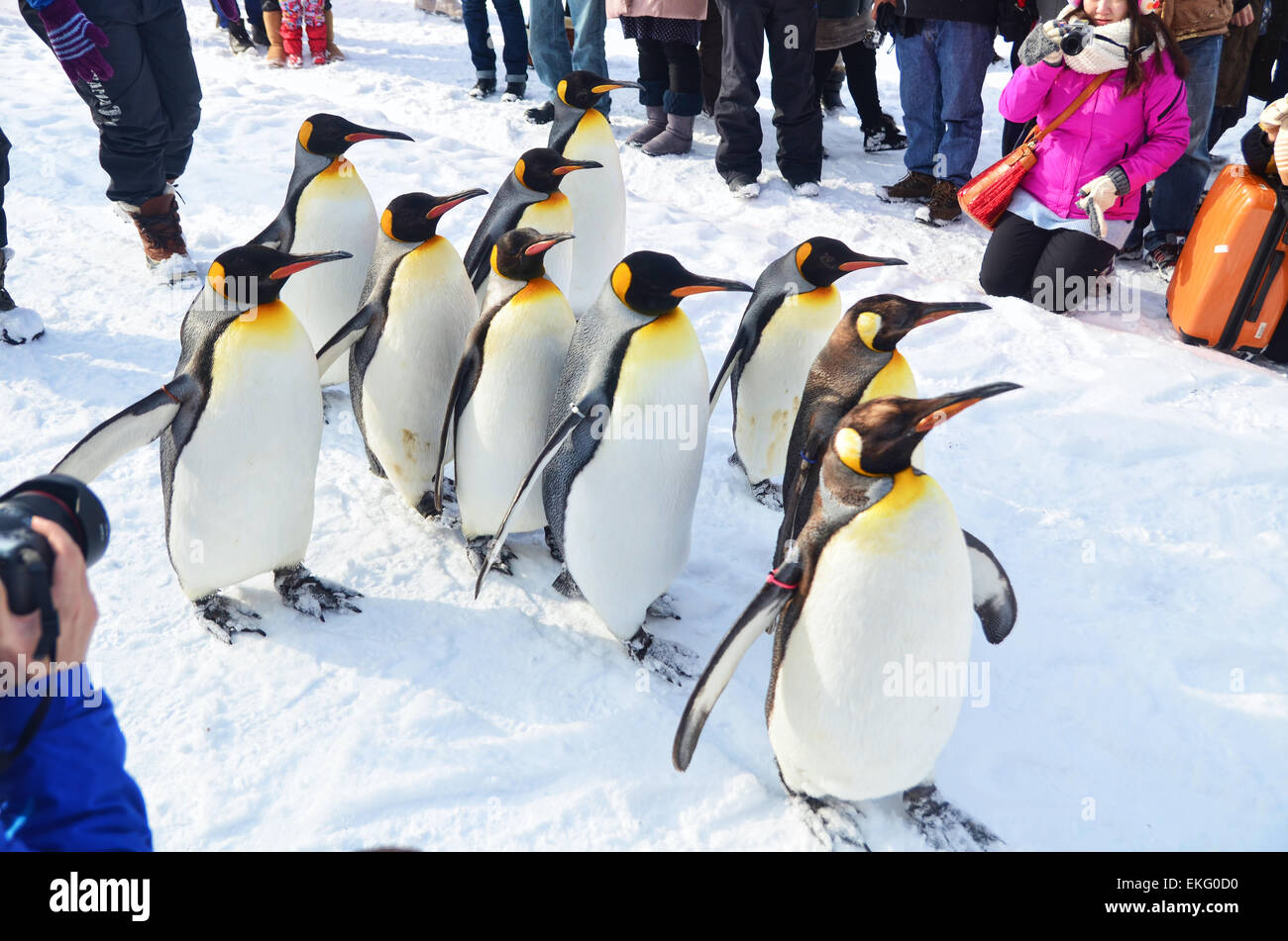Raft of penguins walk among of the tourists in Asahiyama Zoo Stock ...