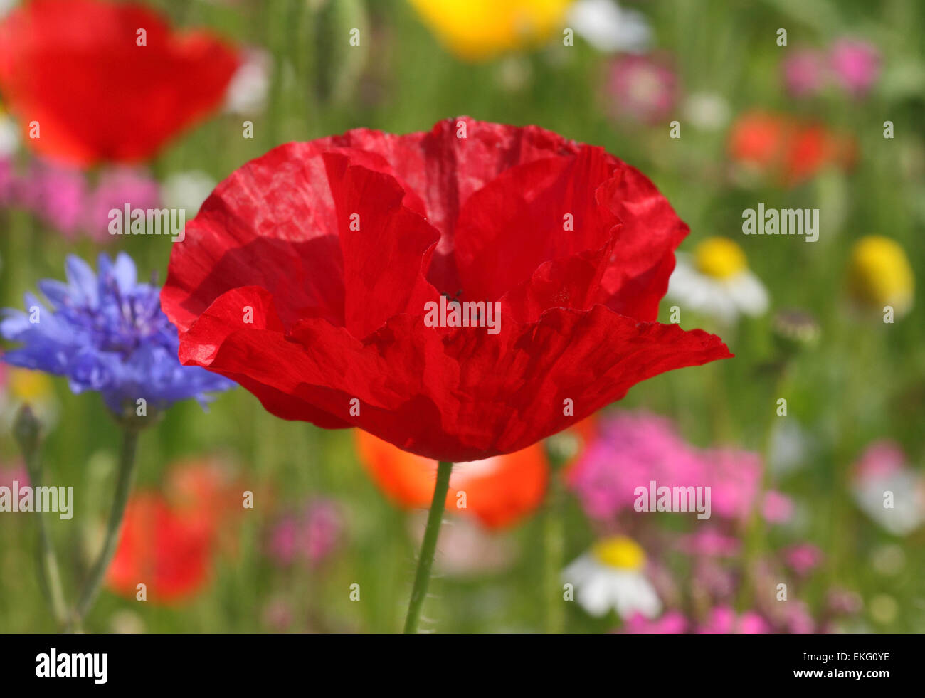 Red poppy spring meadow hi-res stock photography and images - Alamy