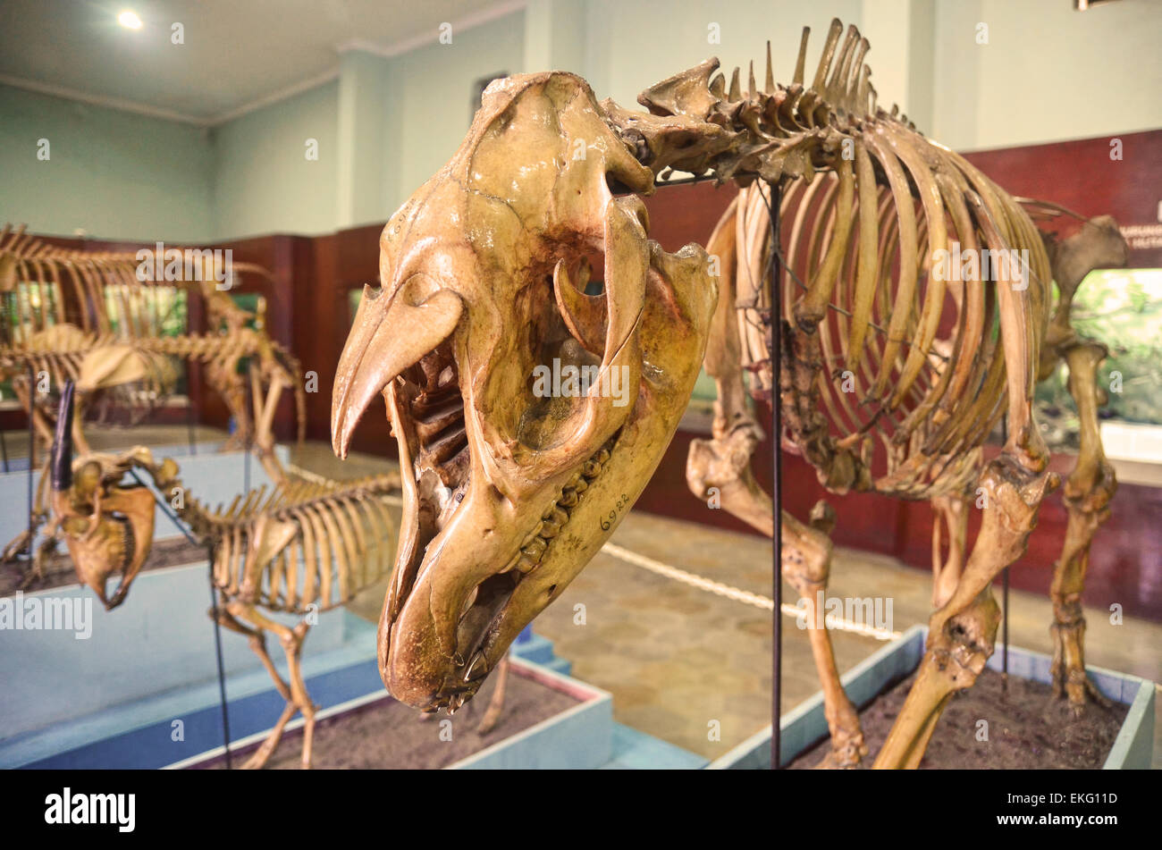 Malayan Tapir Skeleton