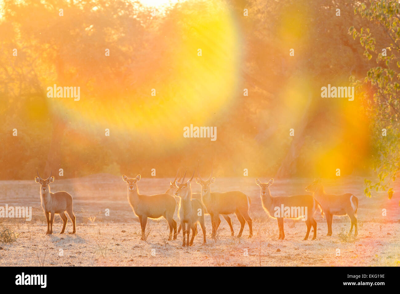 Sun river game range hi-res stock photography and images - Alamy