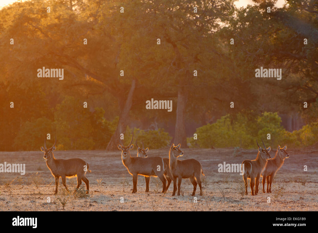 Unique family style setting hi-res stock photography and images - Alamy