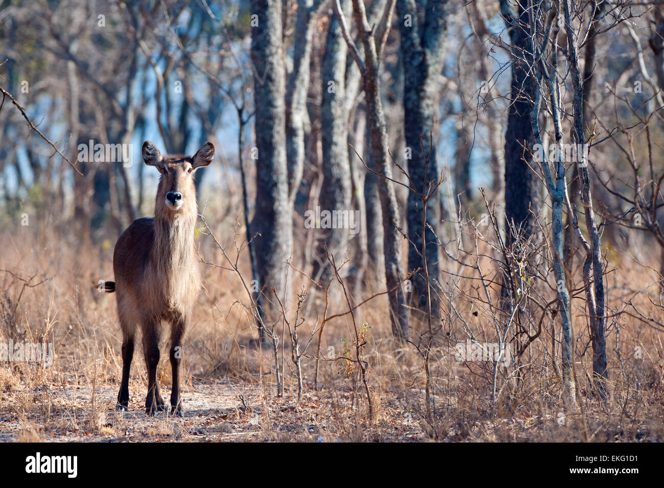 Msasa trees hi-res stock photography and images - Alamy