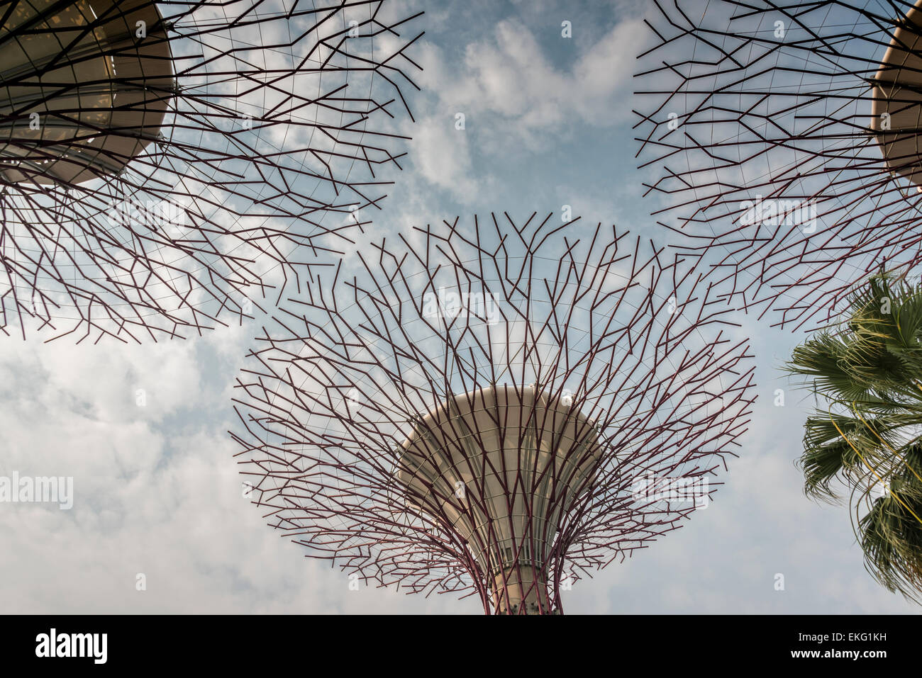 The supertree grove at Gardens by the bay, Singapore - Solar Trees ...