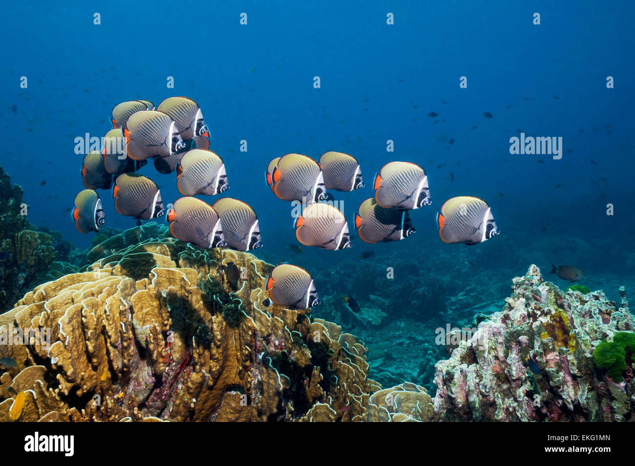 Collared butterflyfishes hi-res stock photography and images - Alamy