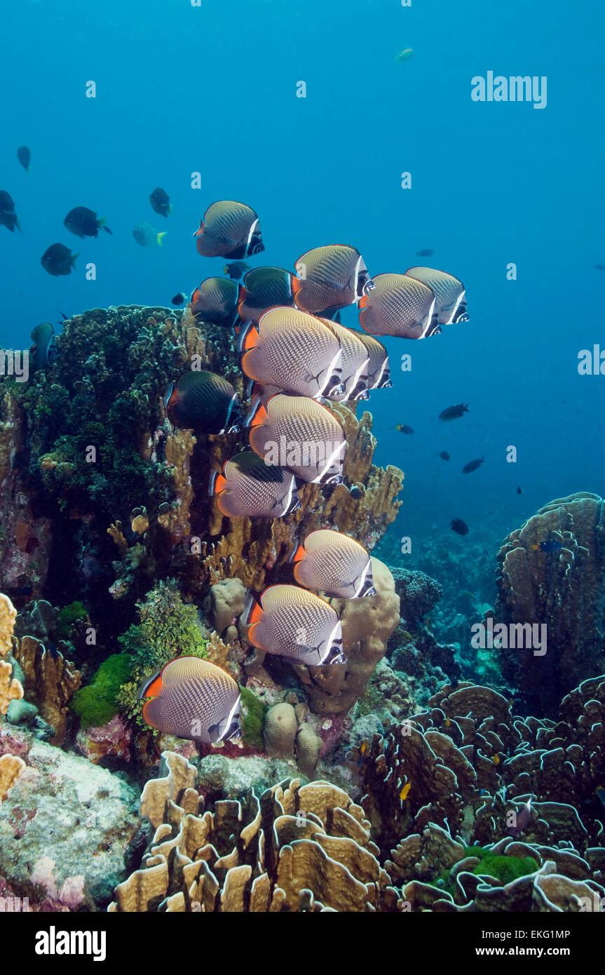 Collared or Redtail butterflyfish (Chaetodon collare). Andaman Sea ...