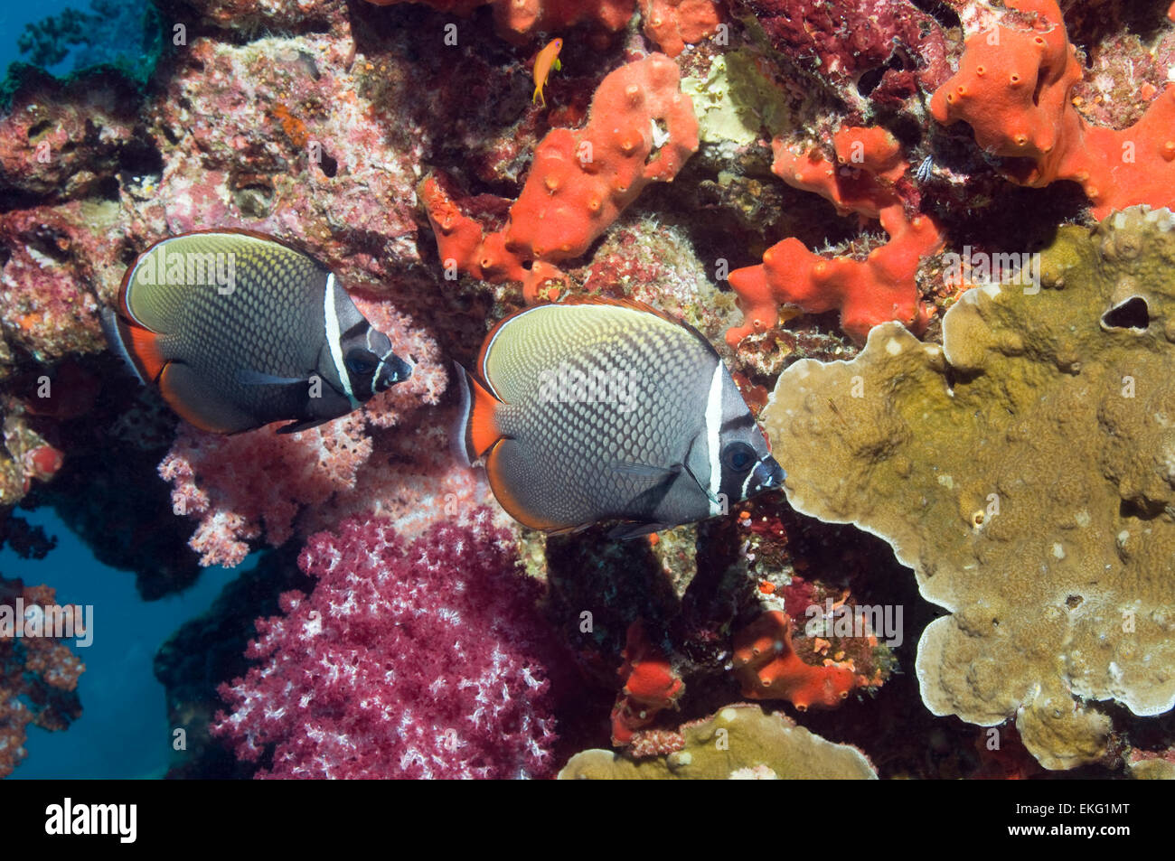Collared butterflyfishes hi-res stock photography and images - Alamy