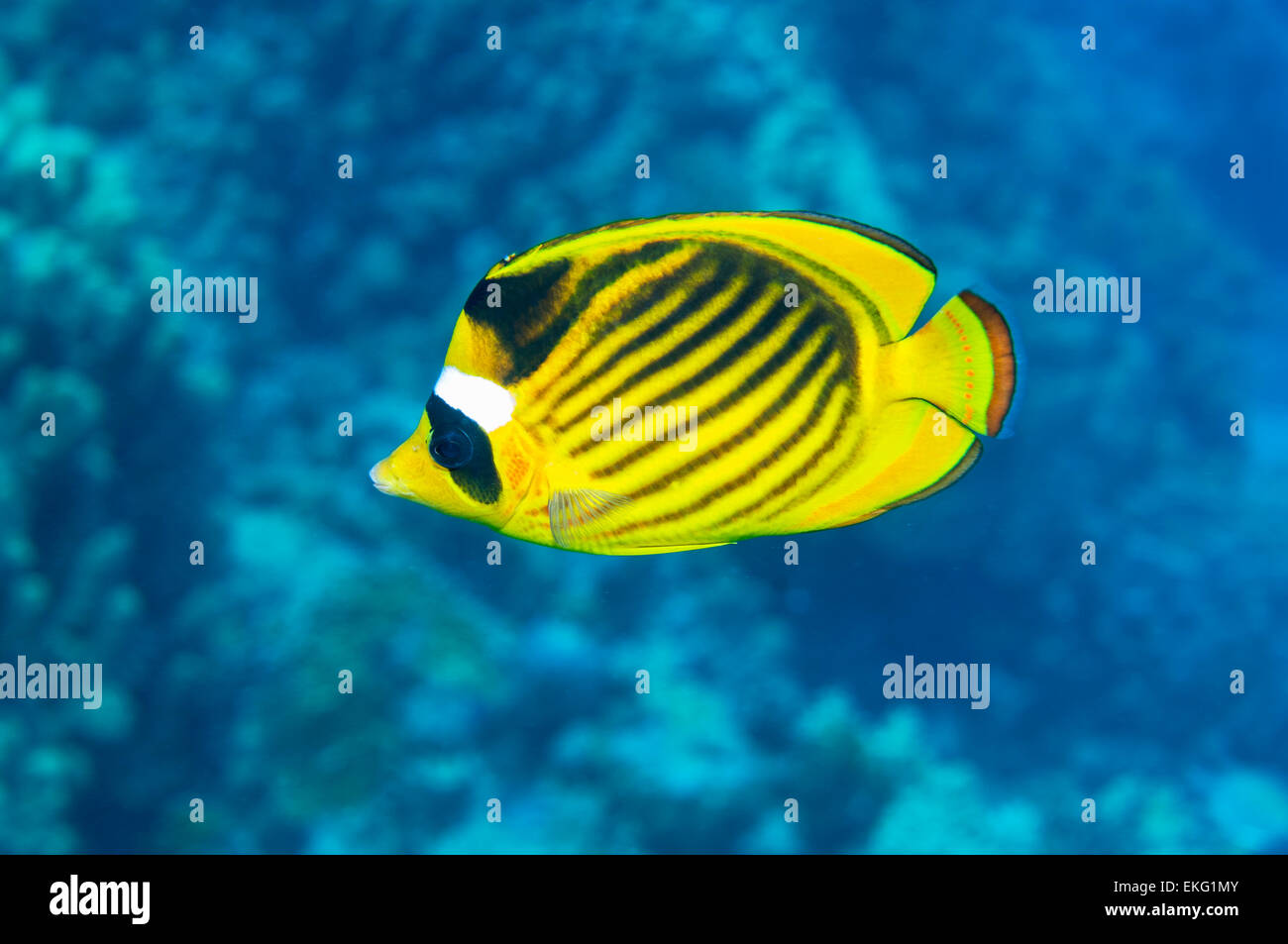 Red Sea raccoon butterflyfish (Chaetodon fasciatus). Red Sea. Endemic ...