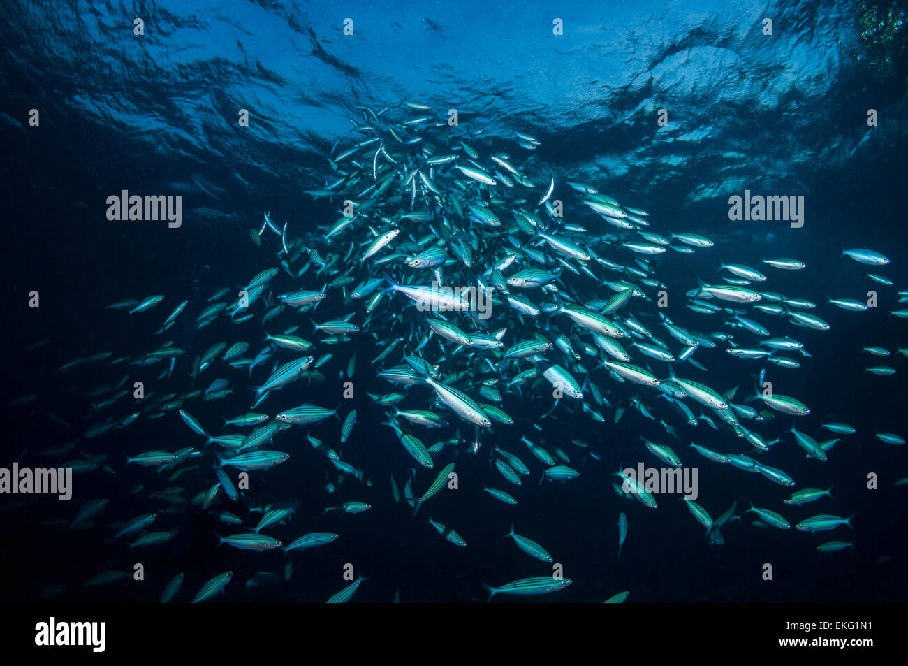 Striated fusilier (Caesio striatus or striata) school feeding on fish ...