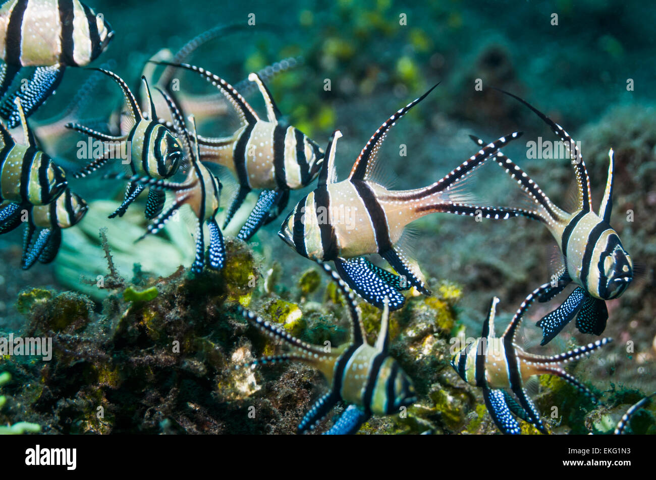 Banggai cardinalfish Indonesia Stock Photo - Alamy