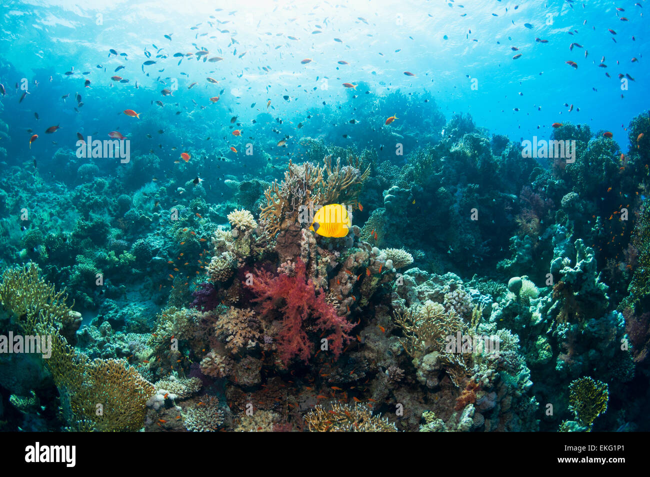 A Golden butterflyfish (Chaetodon semilarvatus) on coral reef. Egypt ...