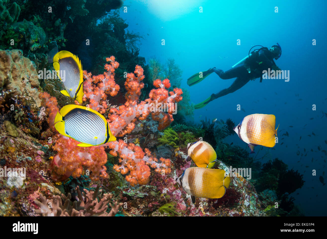 A pair of Blackback or Black-backed butterflyfish (Chaetodon melanotus ...