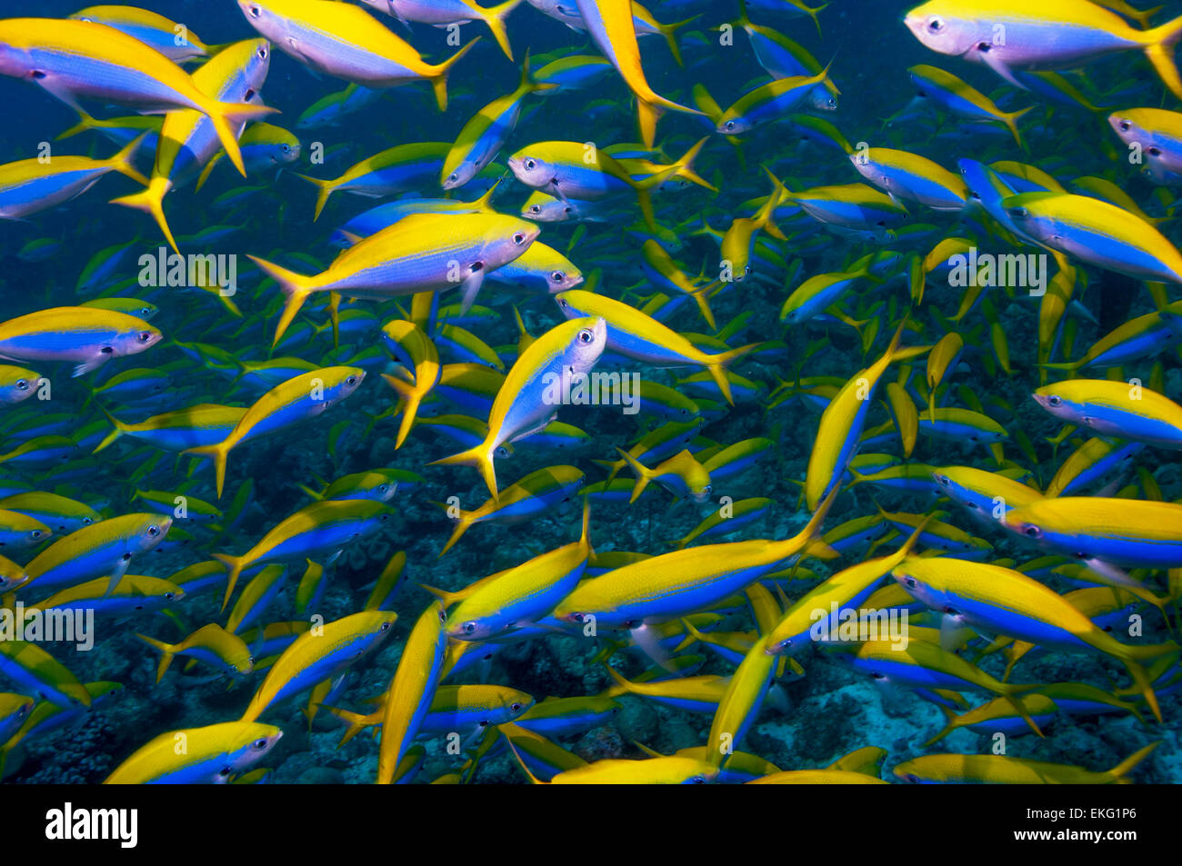 Yellowback fusilier [Caesio xanthonota] school over coral reef ...