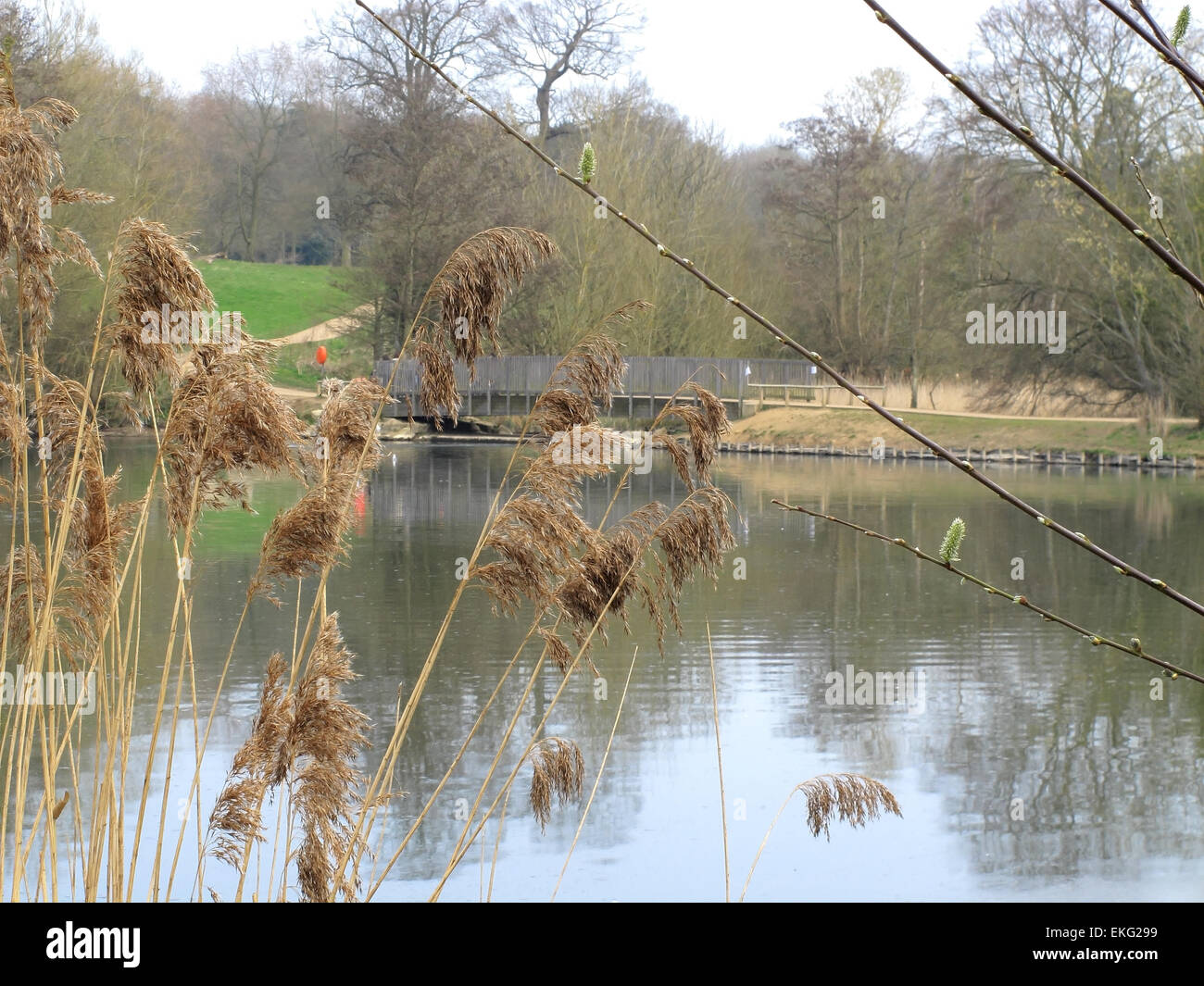 A view of some Rushes with the lake at Mote park in the background ...