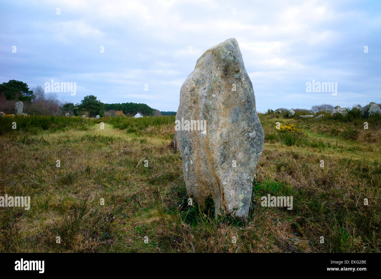 Megalithic standing stone in the Menec alignment at Carnac, Brittany ...