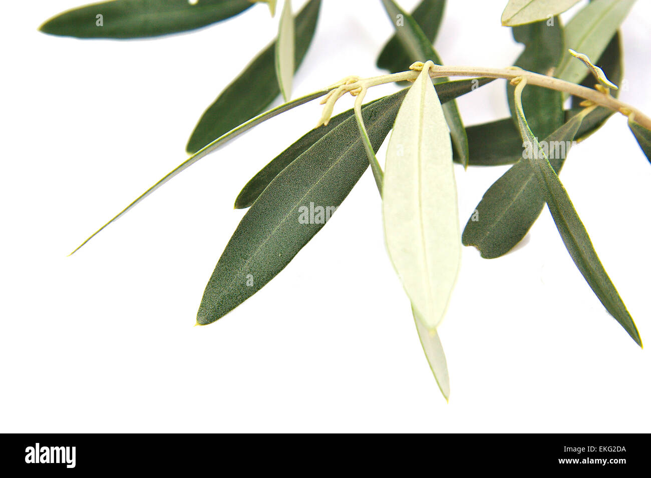 Closeup of olive tree branch isolated on white background Stock Photo ...