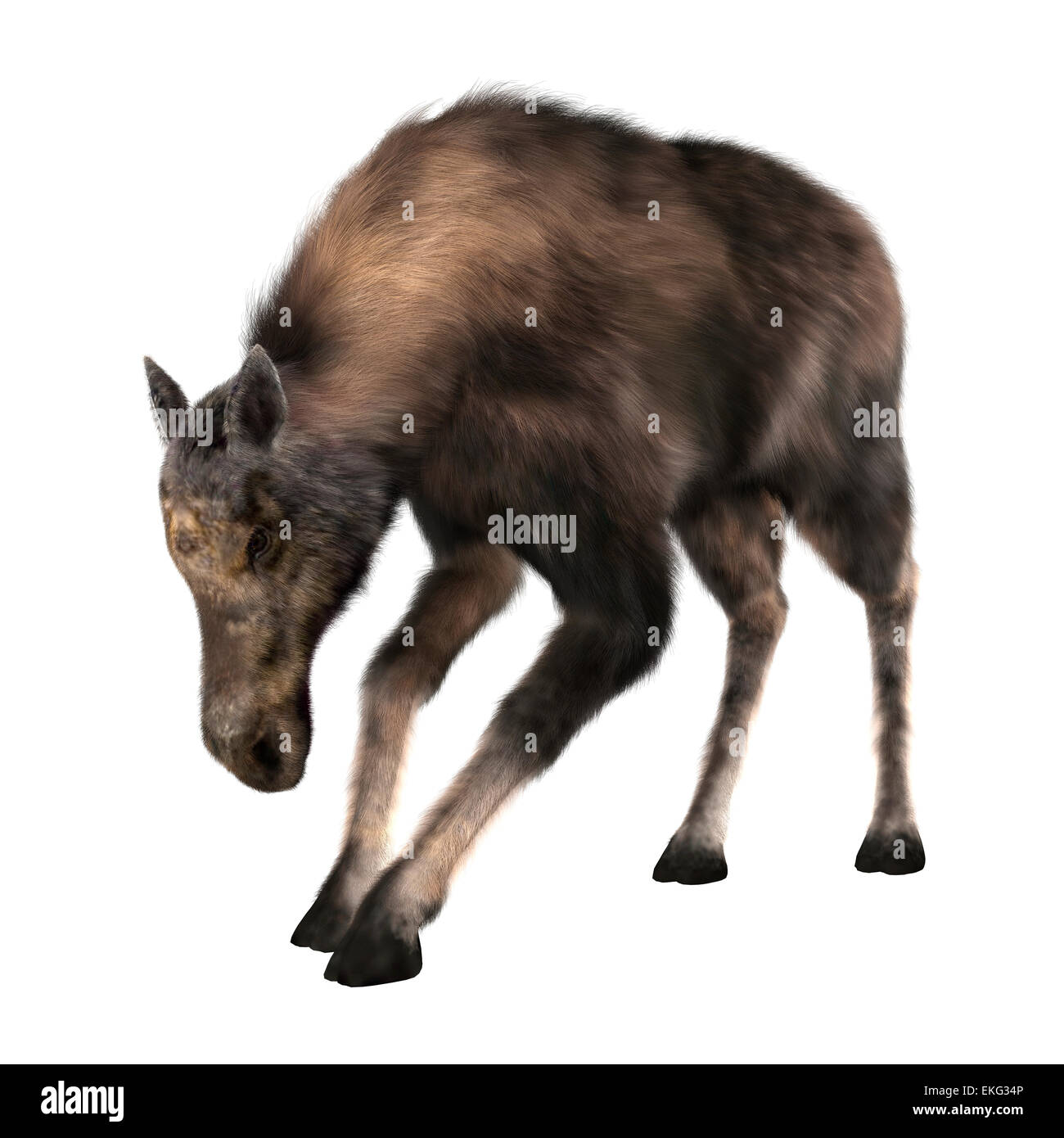 3D digital render of a female moose isolated on white background Stock ...