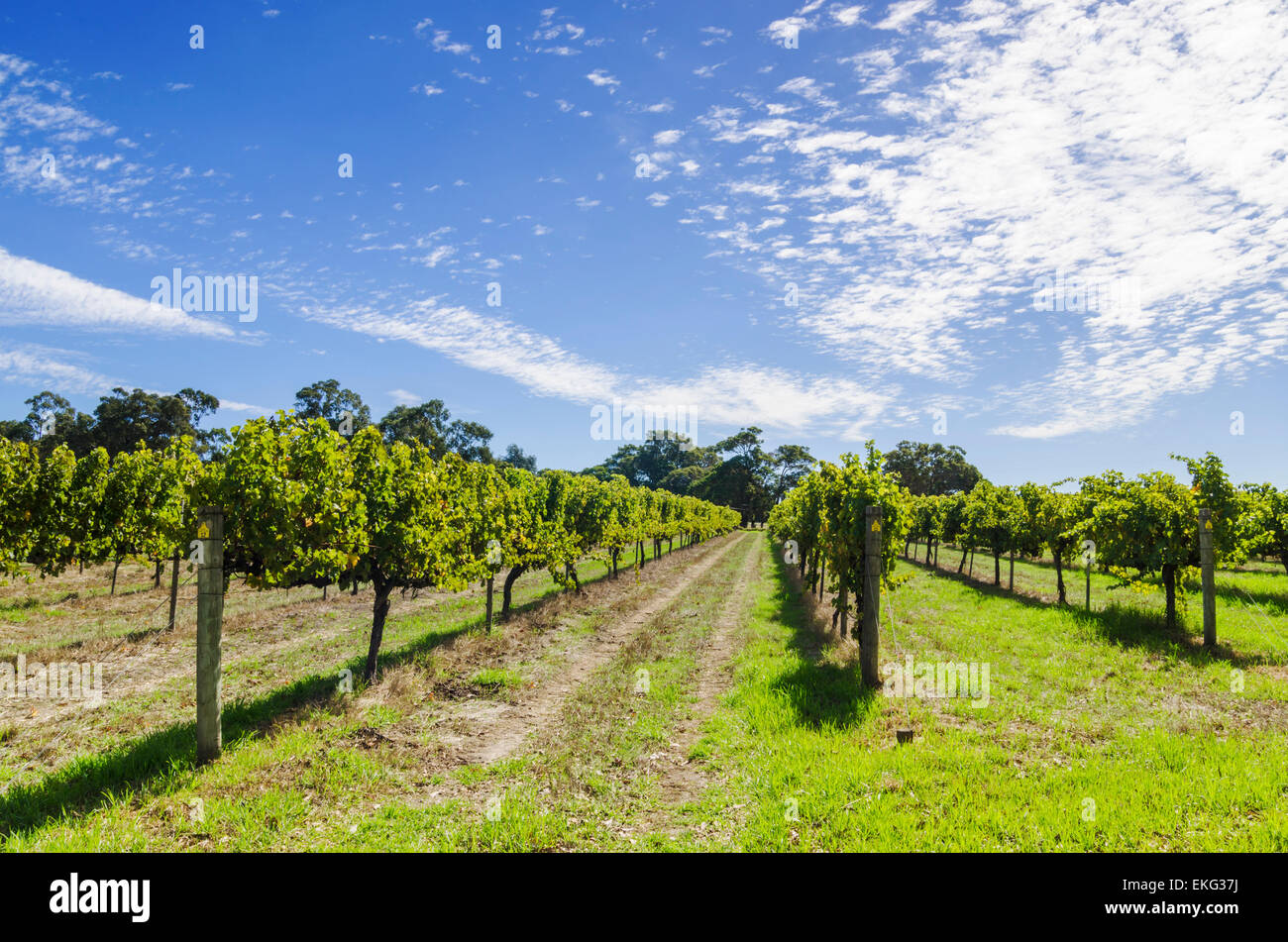 Grapevines at Brookland Valley, a Margaret River vineyard, Wilyabrup ...