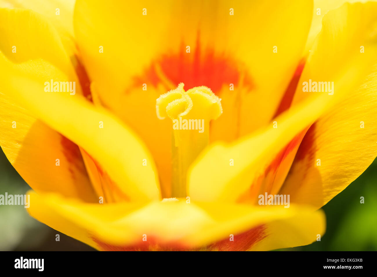 Yellow Tulip Flower Inside Macro Stock Photo - Alamy