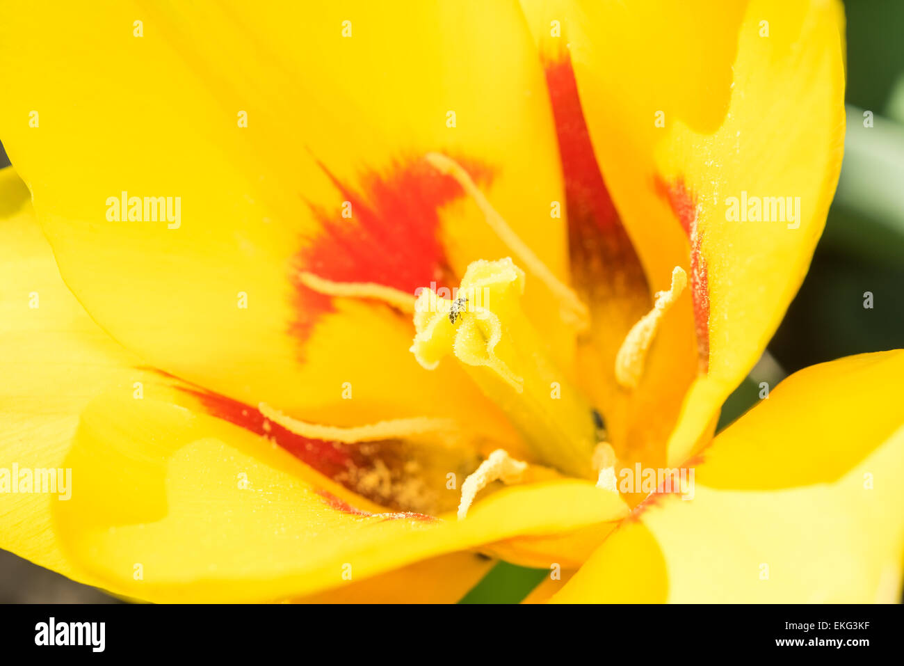 Inside flower center hi-res stock photography and images - Alamy