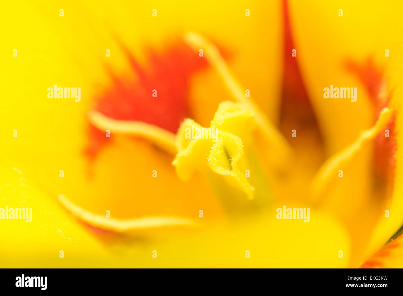 Yellow Tulip Flower Inside Macro Stock Photo - Alamy