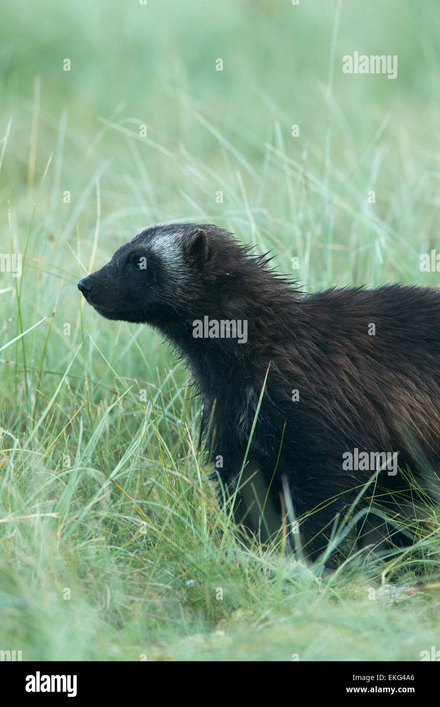 A Wolverines in a Finnish forest Stock Photo - Alamy