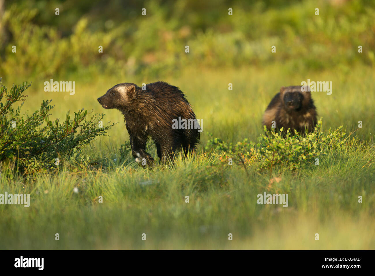 Two Wolverines in a Finnish forest Stock Photo - Alamy