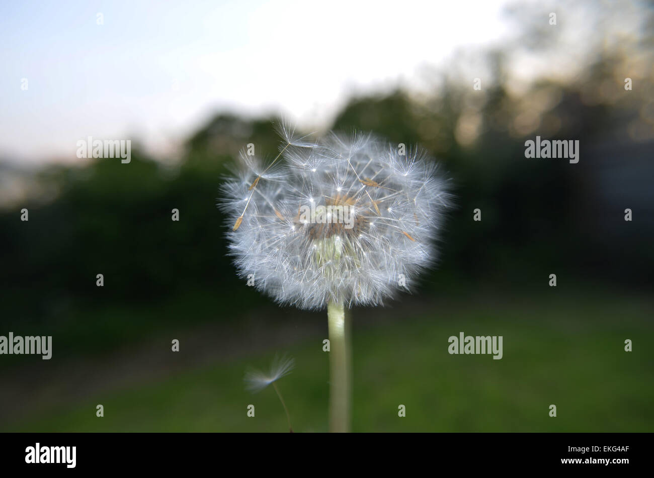 Dandelion seeds blowing hi-res stock photography and images - Alamy