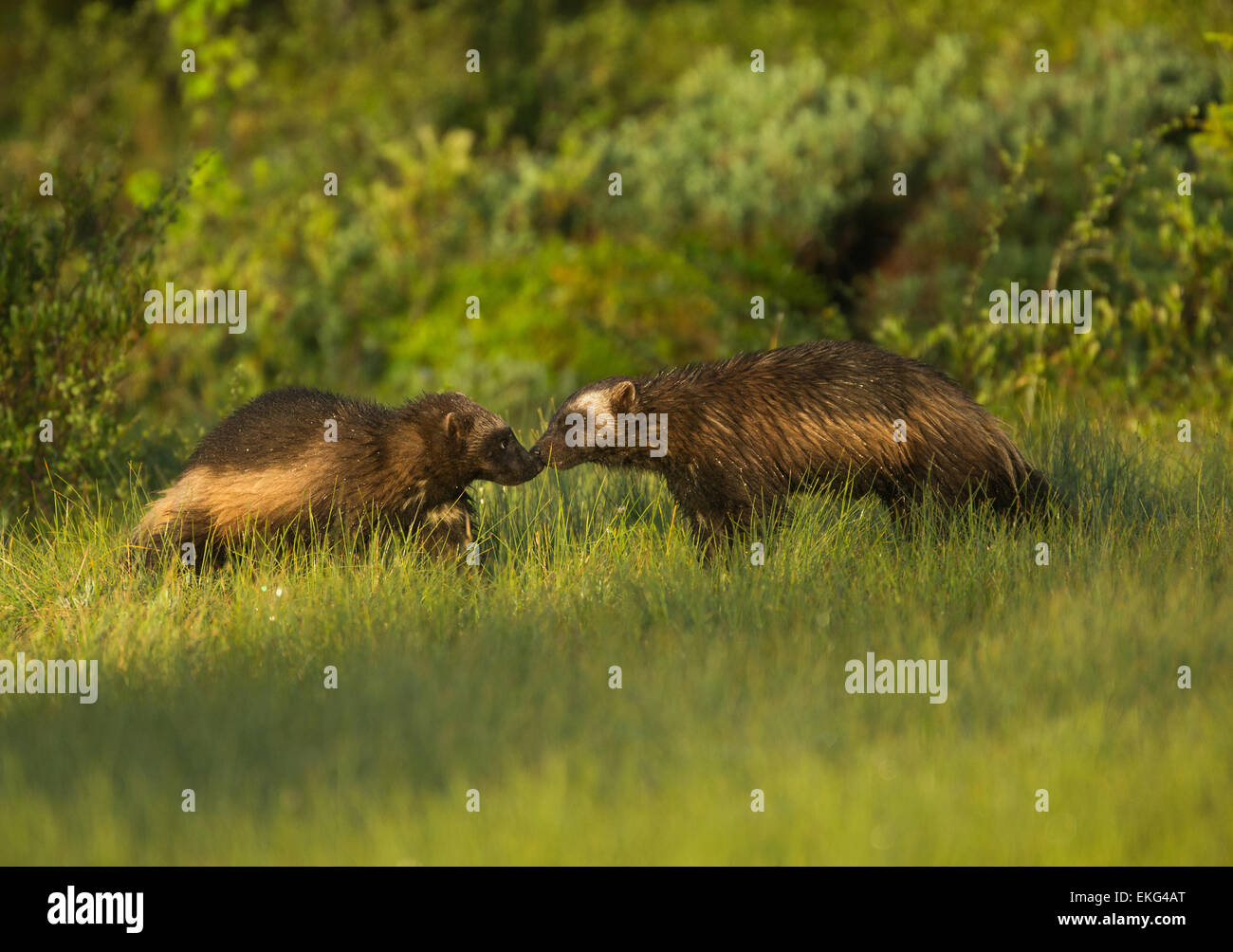 Wolverines High Resolution Stock Photography and Images - Alamy