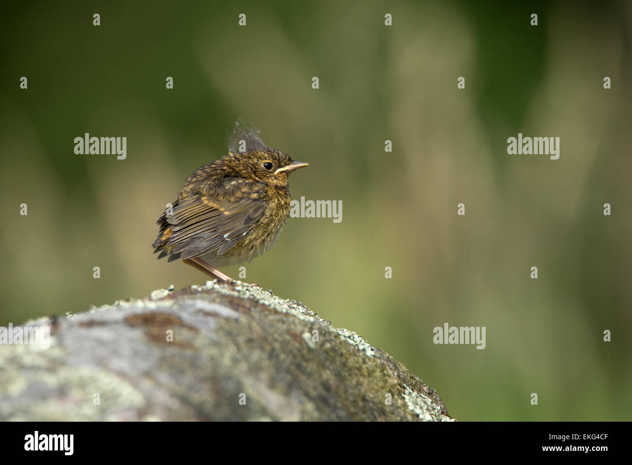 Fledgling robin hi-res stock photography and images - Alamy