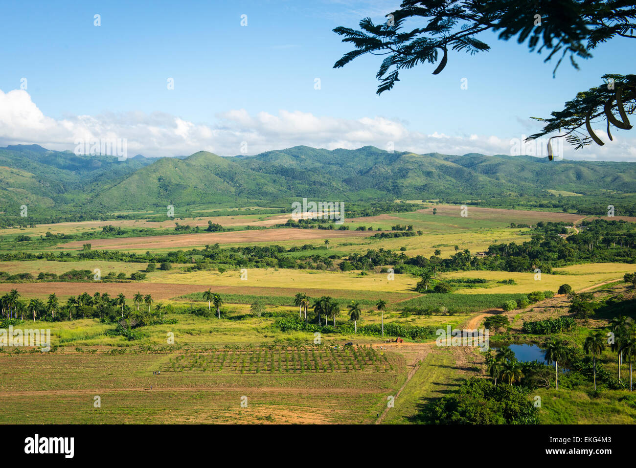 Cuban sugar cane plantation hi-res stock photography and images - Alamy
