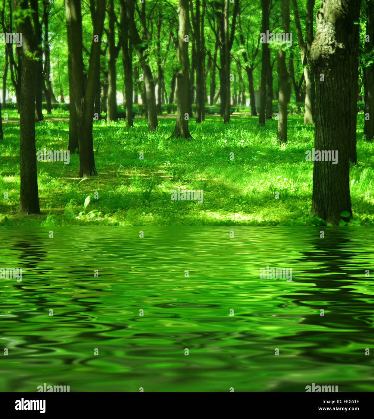 Magic forest near the river Stock Photo - Alamy