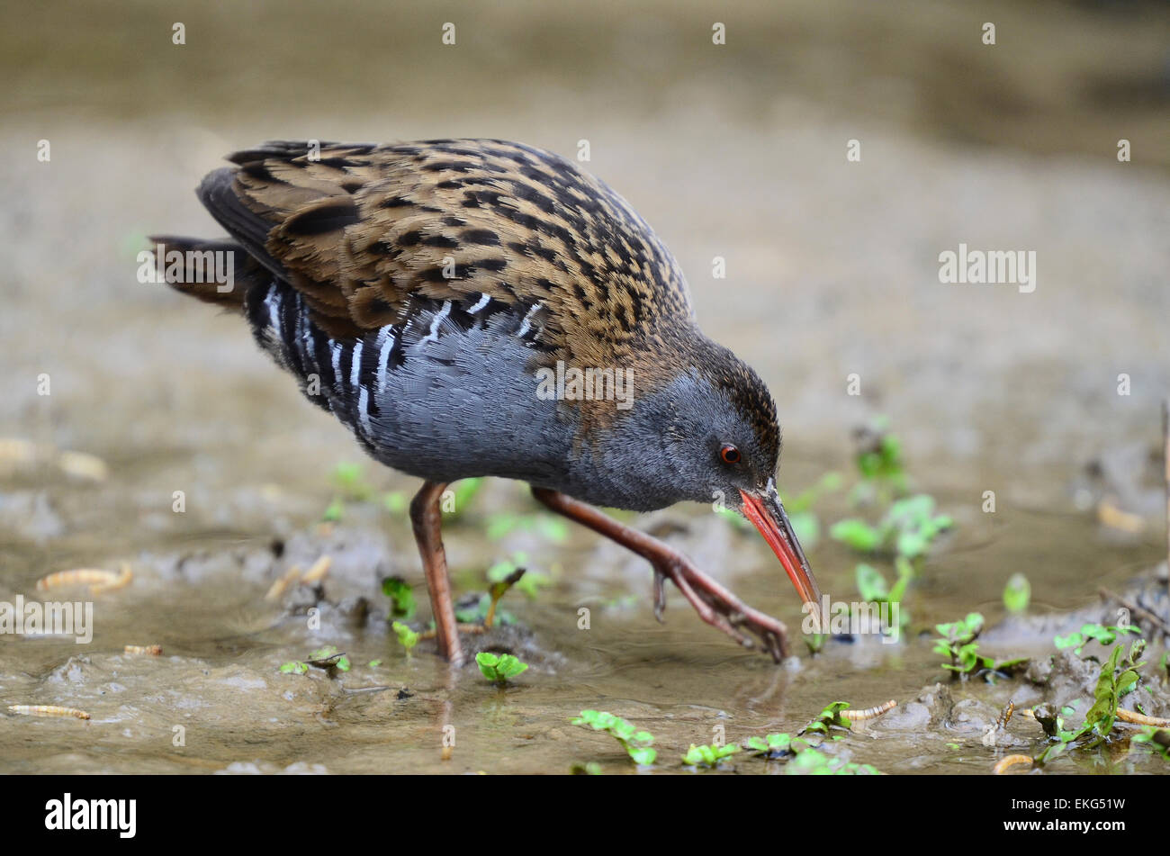 water rail rallus aquaticus Stock Photo - Alamy