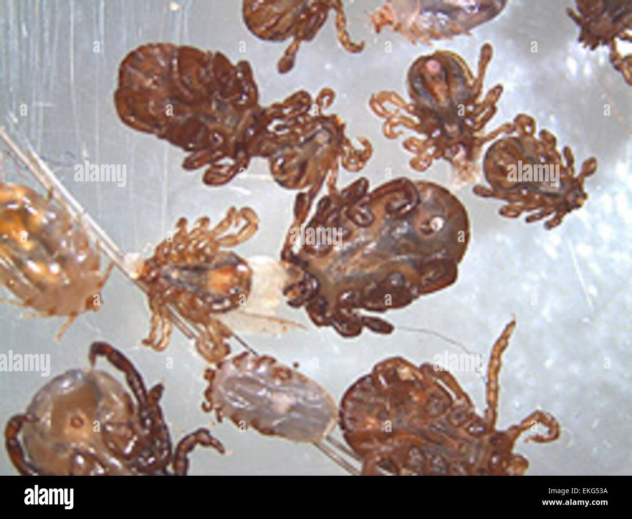 Texas cattle fever hi-res stock photography and images - Alamy