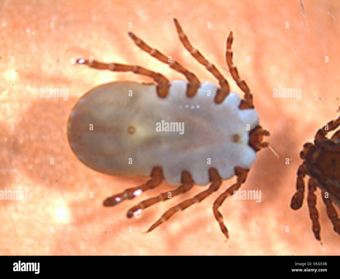 Ticks on cattle hi-res stock photography and images - Alamy