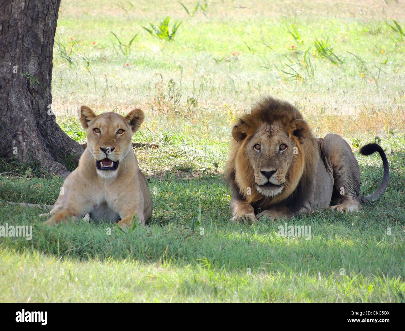 Lion Laying Down On Large High Resolution Stock Photography and Images ...