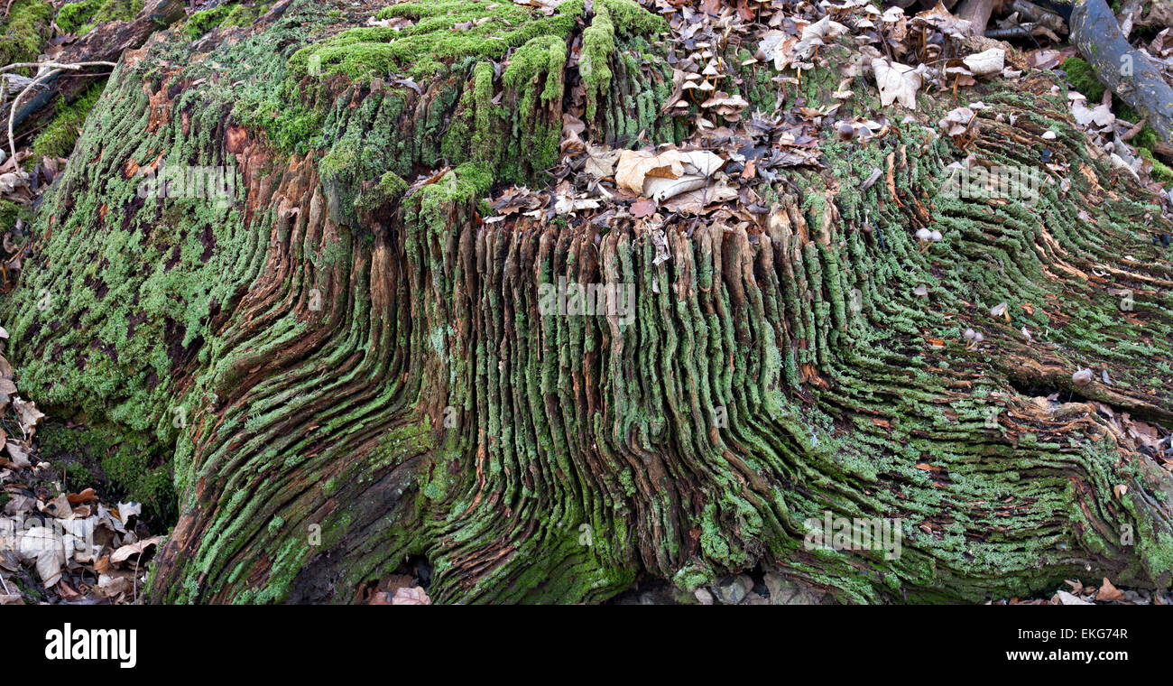 Moss covering rotting tree stump Stock Photo - Alamy