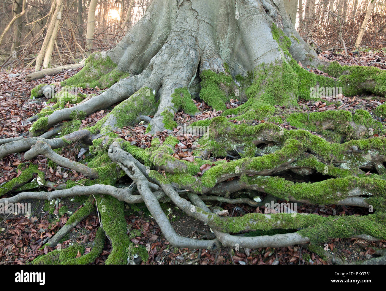 Moss covered tree roots Stock Photo - Alamy