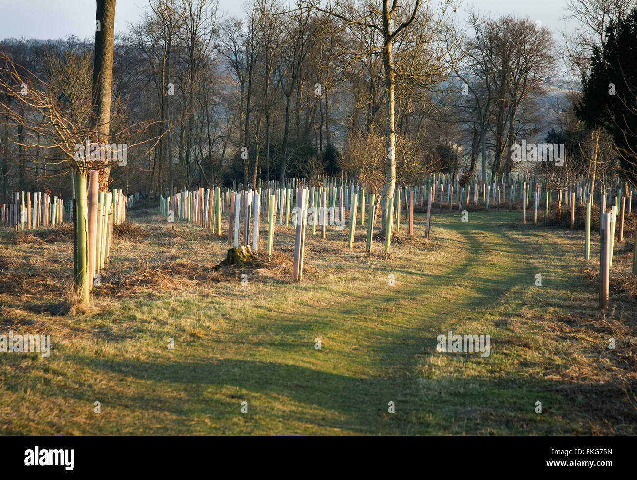 Woodland planting. New trees in protective tubes Stock Photo - Alamy