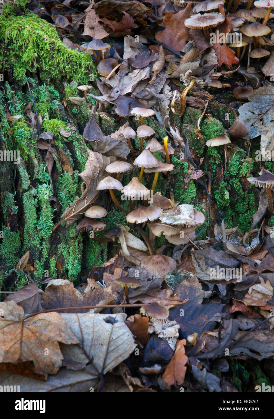Fungi stump hi-res stock photography and images - Alamy