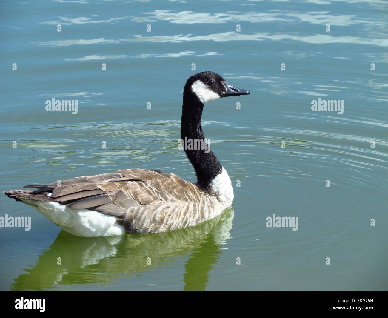 Canada Goose Swimming High Resolution Stock Photography and Images - Alamy