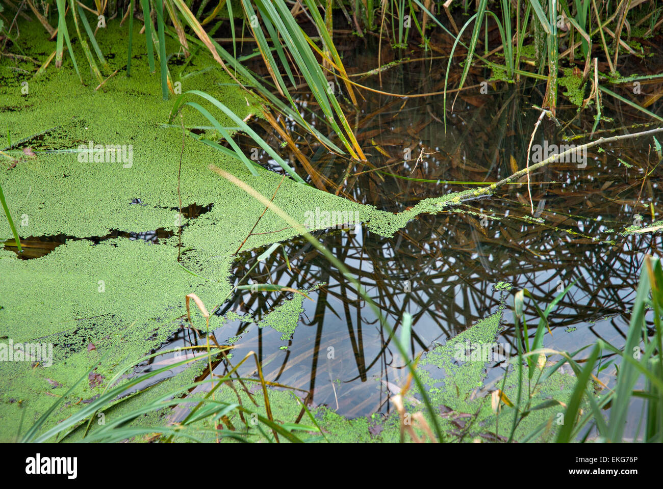 Algae pond hi-res stock photography and images - Alamy
