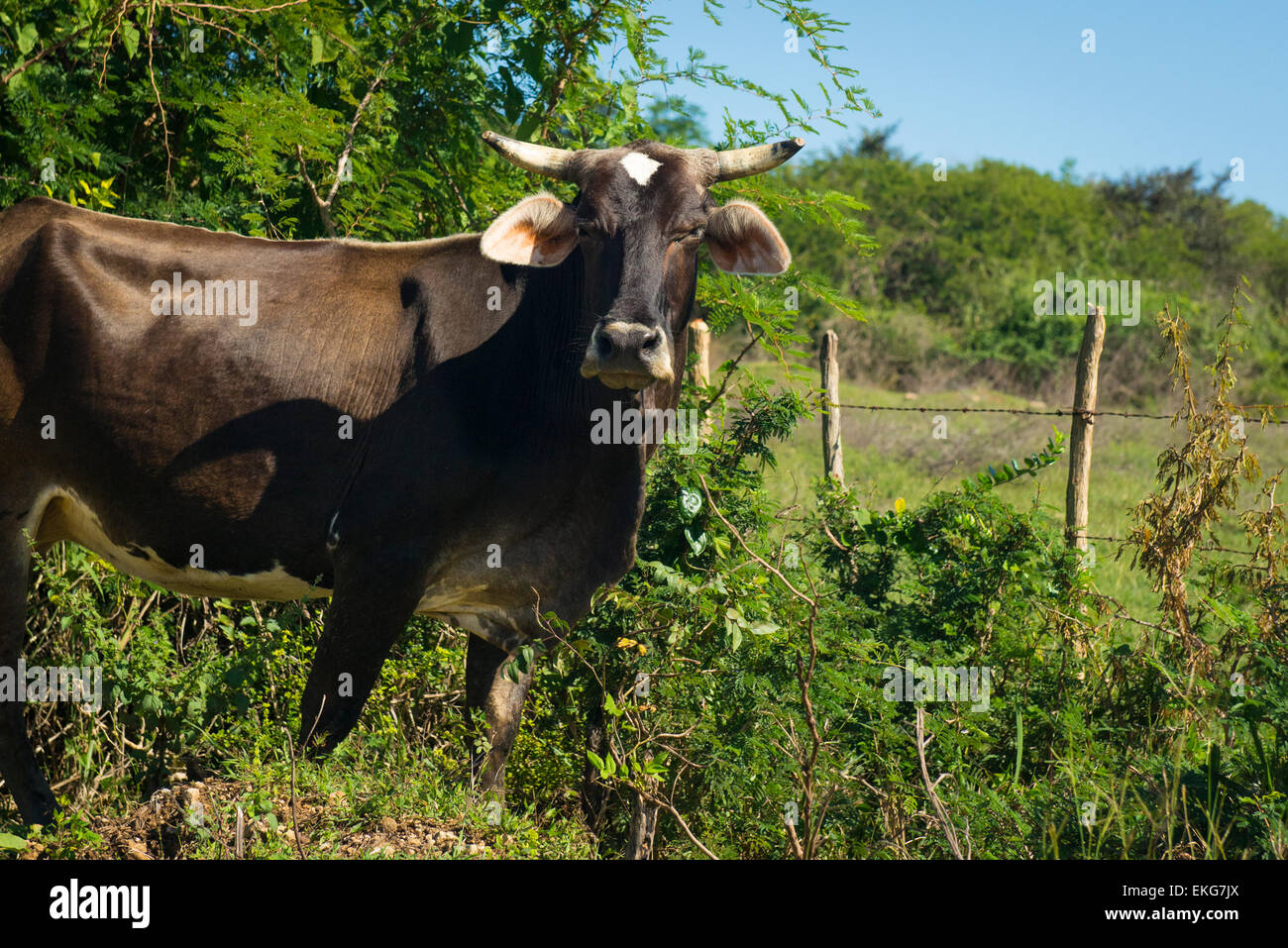 Cuba Trinidad region rural countryside scene brown cow Stock Photo - Alamy
