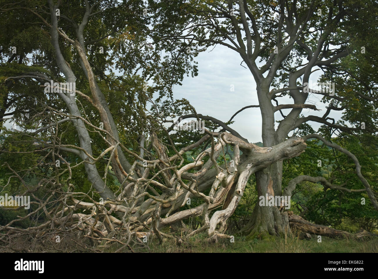 Tree broken by wind Stock Photo - Alamy