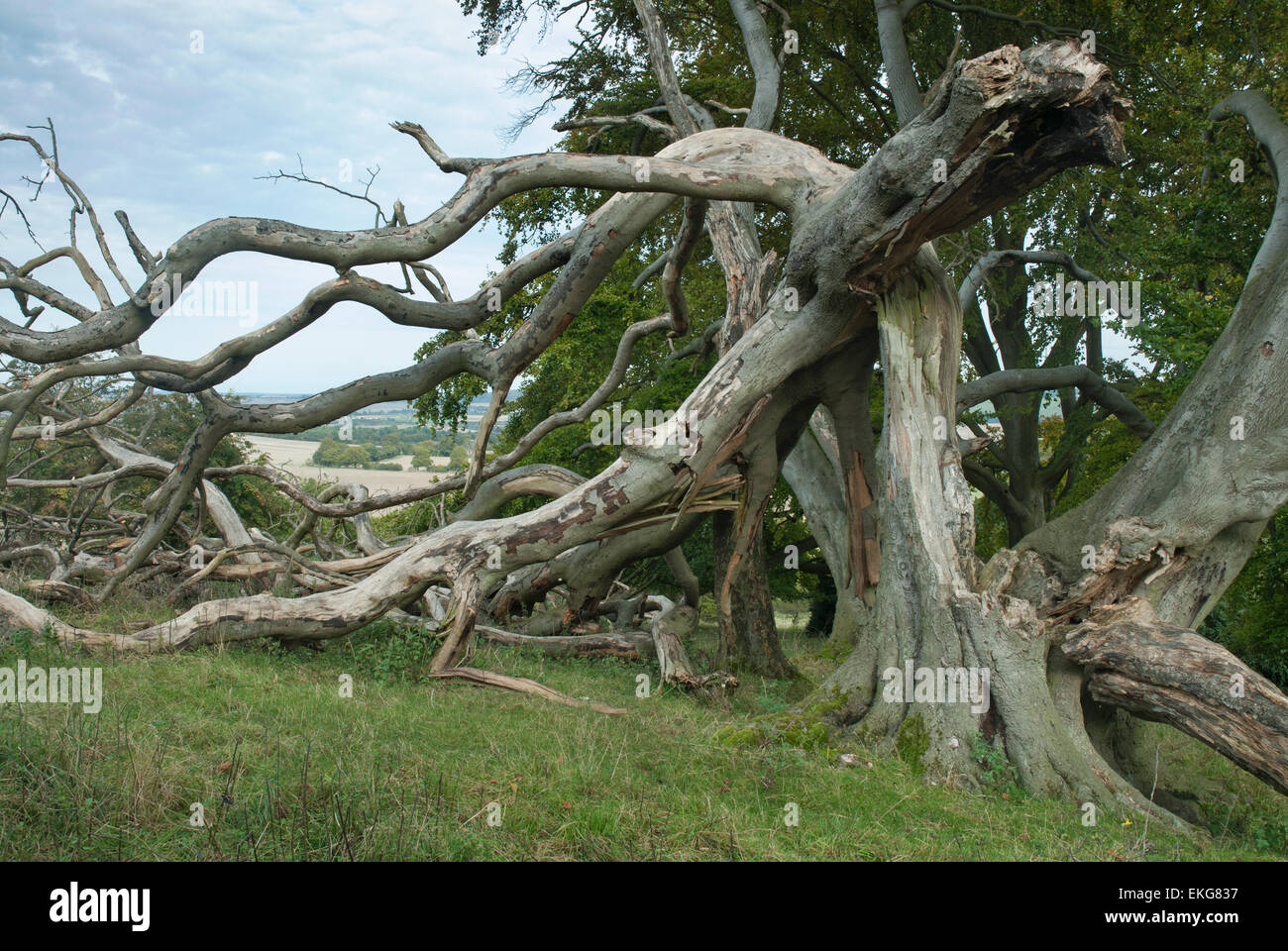 Tree broken by wind Stock Photo - Alamy