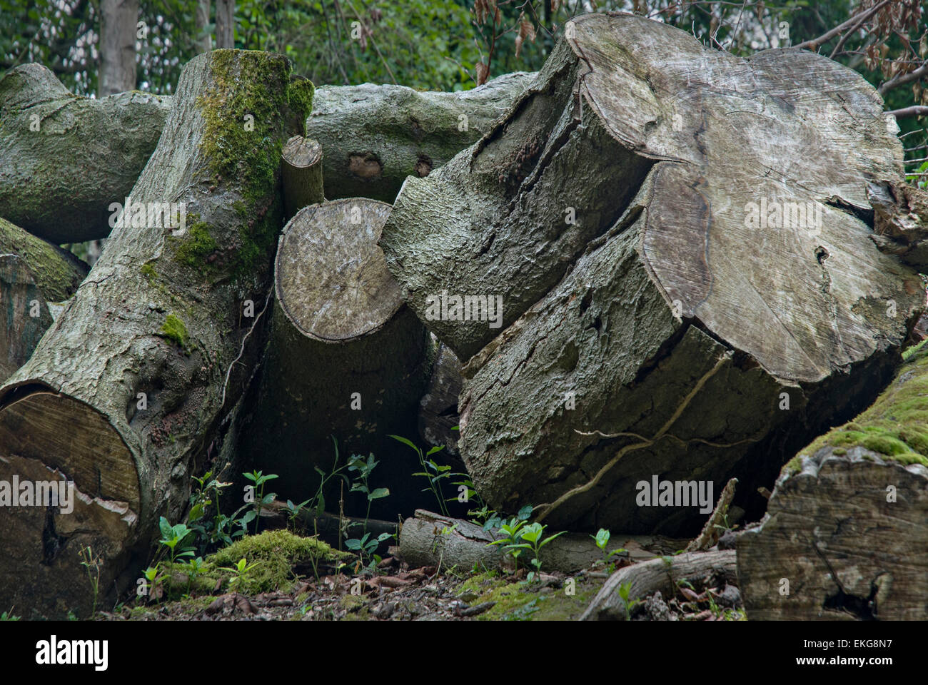 Felled tree trunks Stock Photo - Alamy